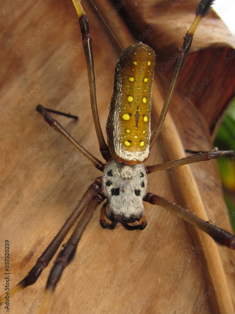 Trichonephila clavipes, formerly known as Nephila clavipes Stock Photo ...