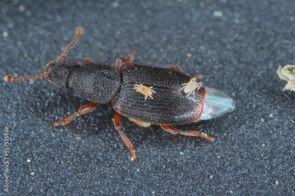 Mites on body of beetles Monotoma, a species of the family Monotomidae ...