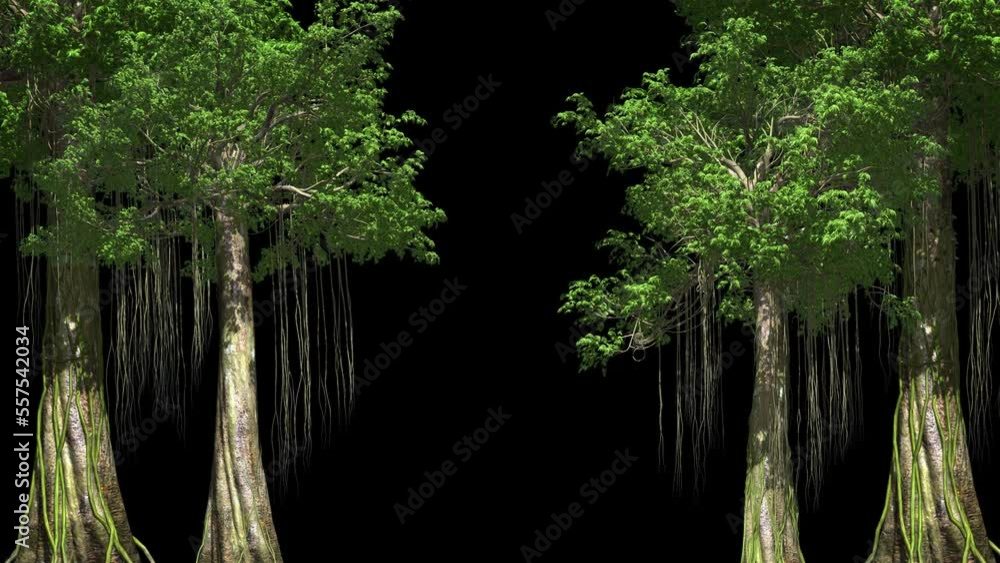 Tall tropical trees with long vines Stock 비디오 | Adobe Stock