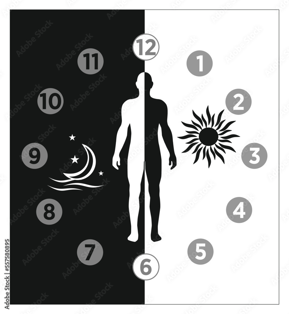 Circadian rhythm and sleep-wake cycle stock illustration, Healthy day ...