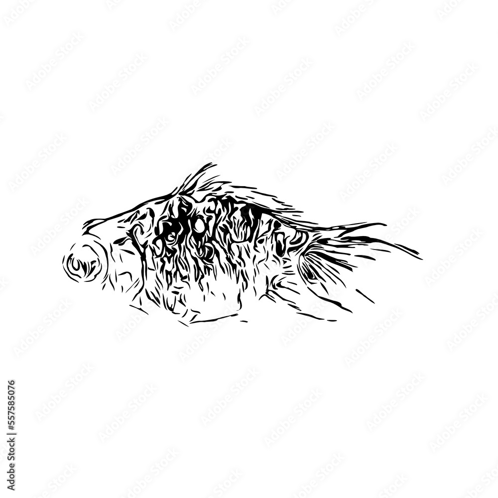 black and white drawing sketch of a fish with a transparent background ...