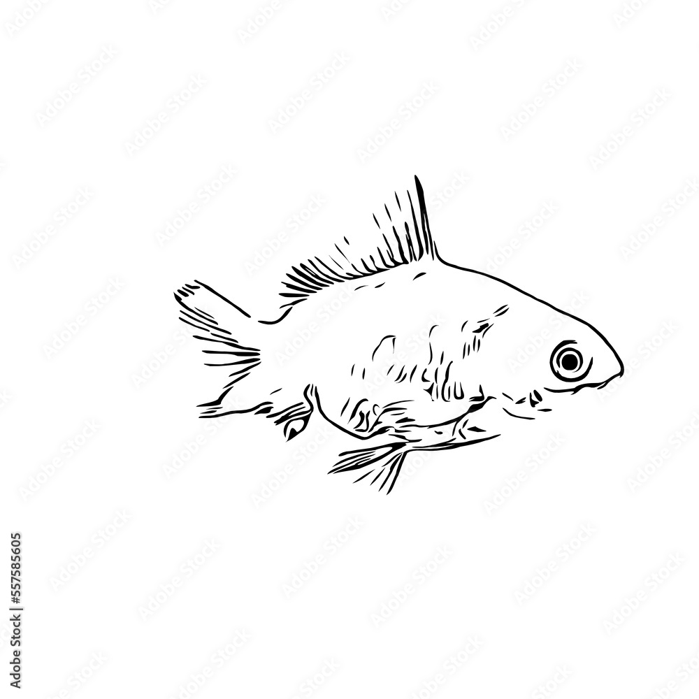 black and white drawing sketch of a fish with a transparent background ...