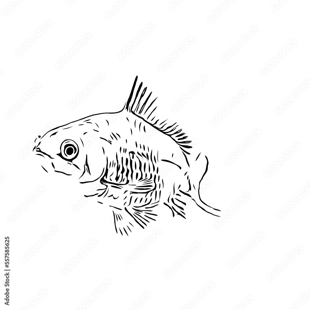 black and white drawing sketch of a fish with a transparent background ...