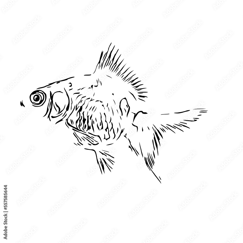 black and white drawing sketch of a fish with a transparent background ...