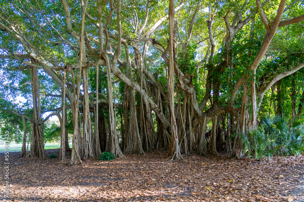 A big banyan tree is shown. A banyan is a fig that develops accessory ...