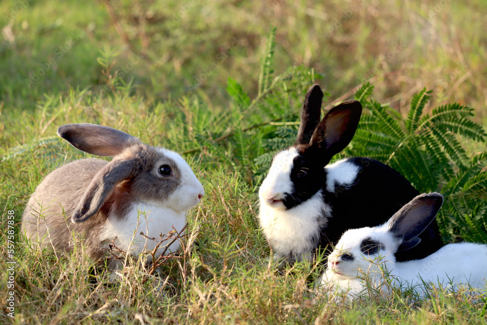 Group of three happy cute fluffy bunny standing sitting on green grass ...