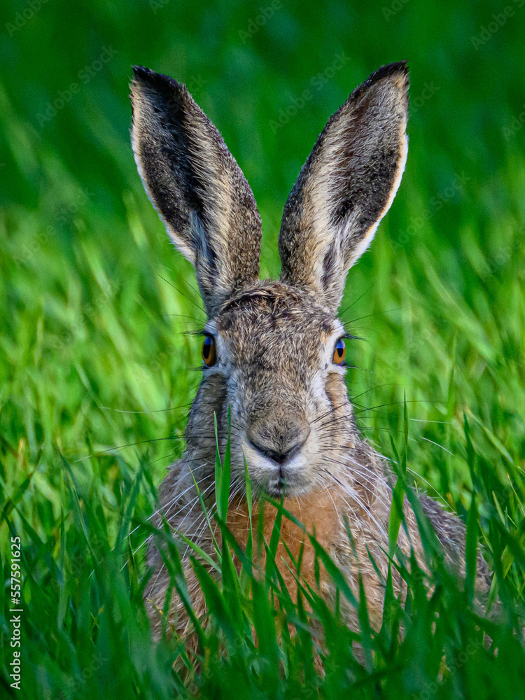 rabbitt Stock Photo | Adobe Stock