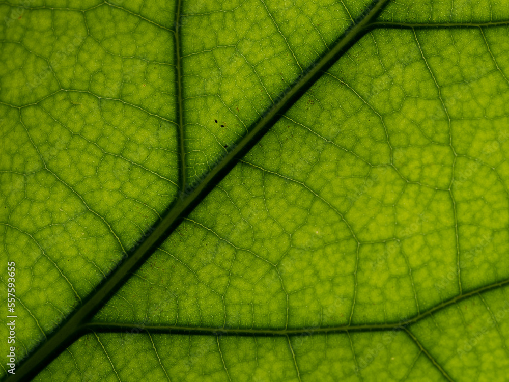 Hojas y texturas de plantas Stock Photo | Adobe Stock