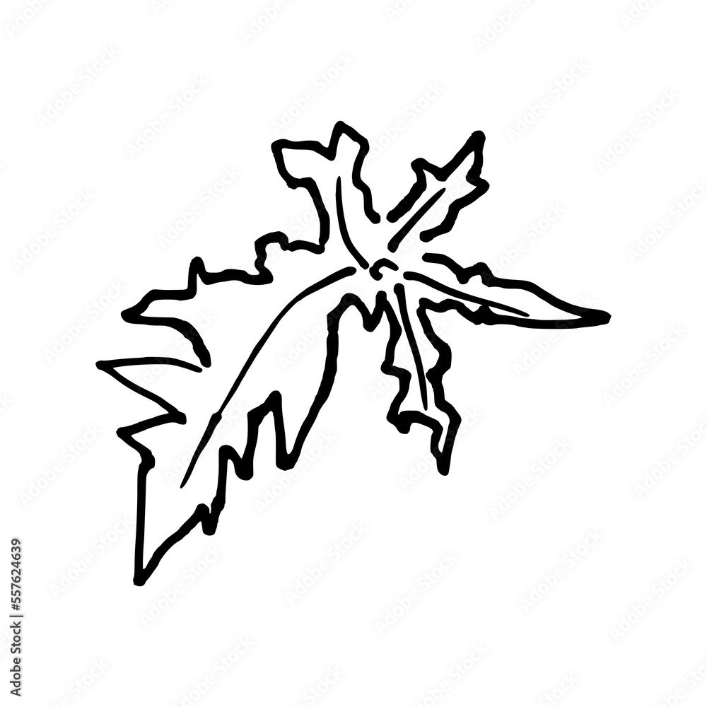 Papaya leaf outline vector illustration in trendy style. Editable ...