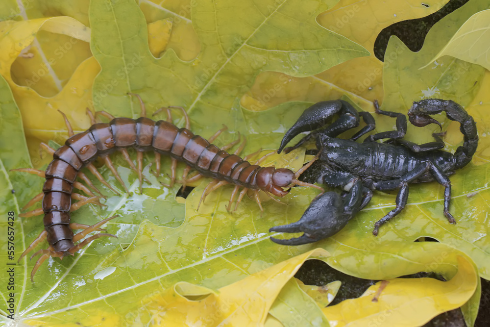 An Asian forest scorpion is ready to prey on a centipede (Scolopendra ...