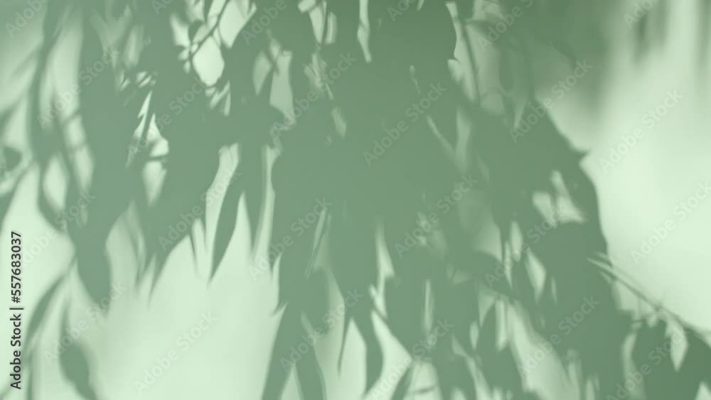 Transparent soft light and shadows from branches, plant, foliage and leaves. Sun and shadows ...