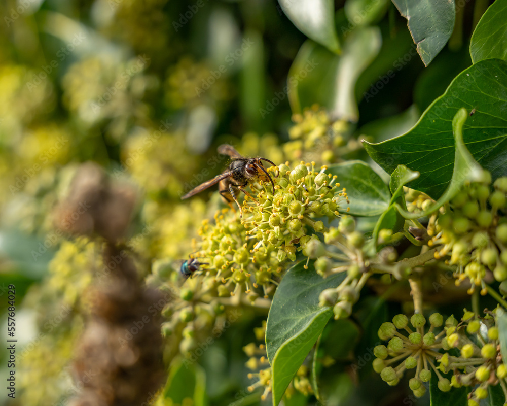 frelon asiatique en train de butiner Stock Photo | Adobe Stock