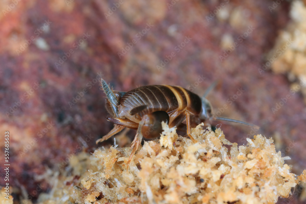 Foto de Ant loving cricket, Ant cricket, Myrmecophilous cricket, Ant's ...