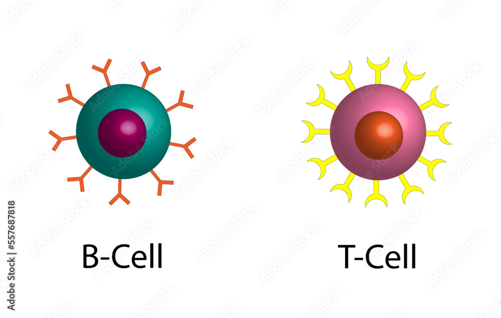Cells of adaptive immune system. T- lymphocyte and B-lymphocyte. T cell and B cell. Vector ...
