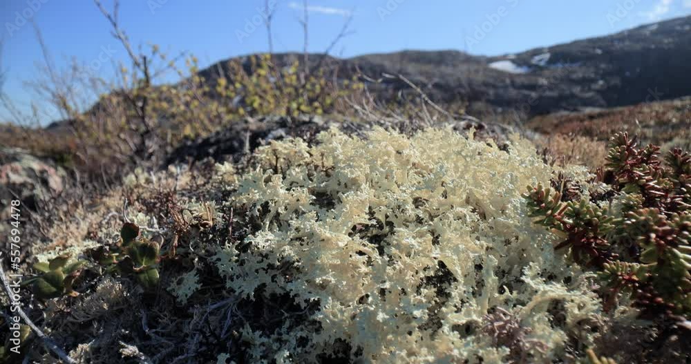 Arctic Tundra lichen moss close-up. Found primarily in areas of Arctic Tundra, alpine tundra, it ...