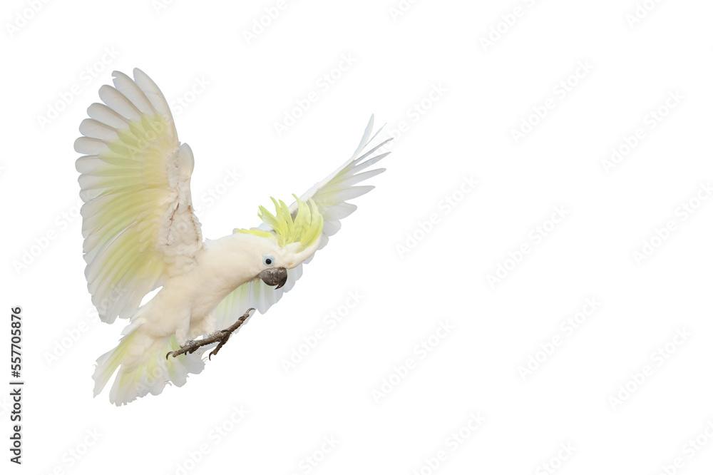 Beautiful cockatoo parrot flying isolated on transparent background png ...