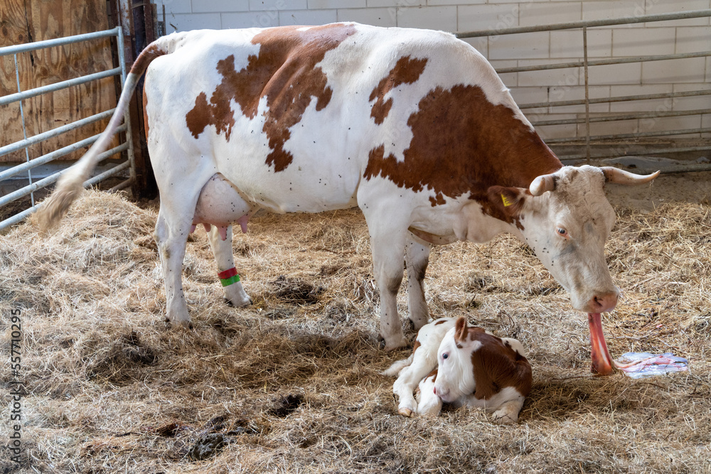 cow eating placenta after giving birth to calf Stock Photo | Adobe Stock