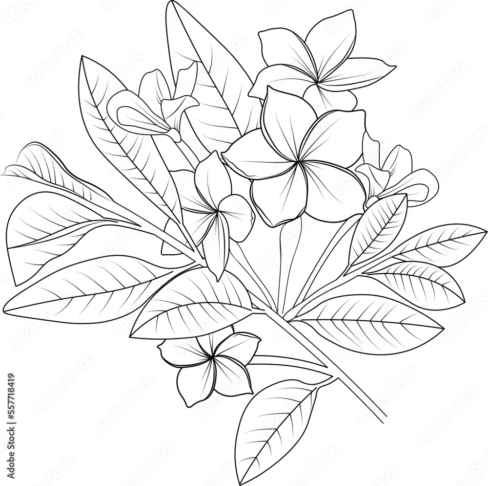 Hand-drawn frangipani flower bouquet vector sketch, illustration ...