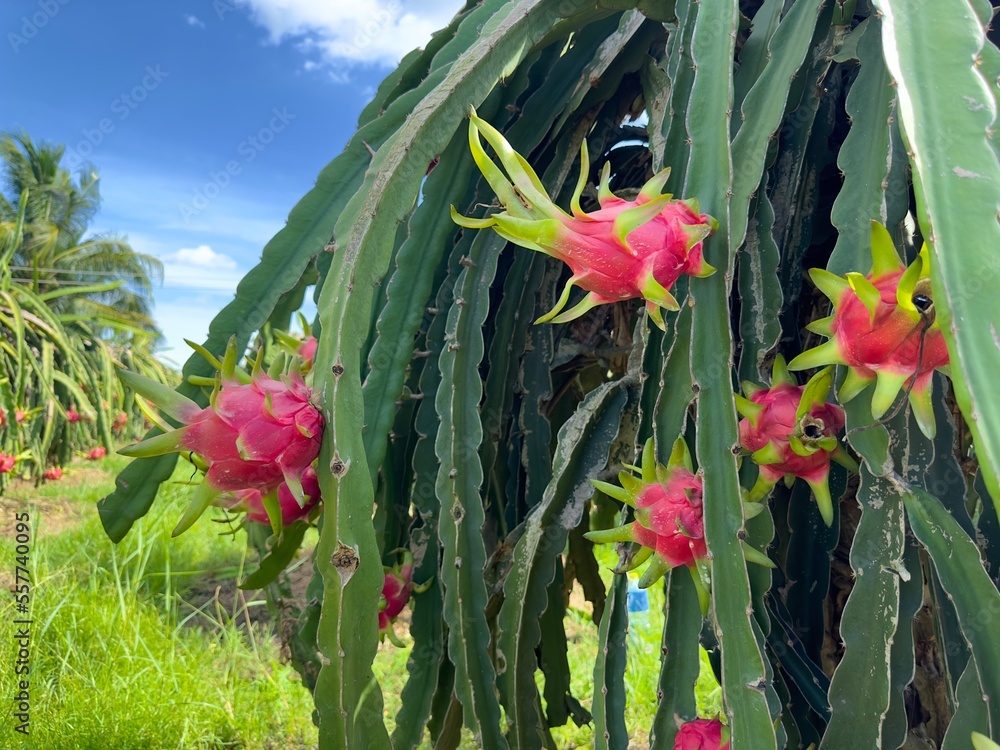 dragon fruit on the dragon fruit pitaya tree, harvest in the ...