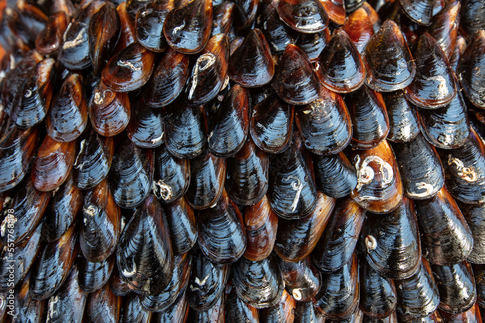 Mussels Background as a raw mussel seafood symbol as a fresh shellfish ...
