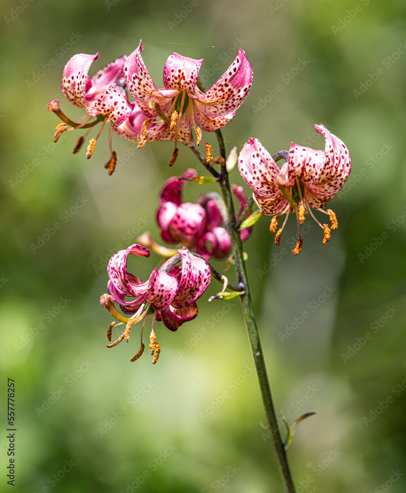 Turks Cap Lily In The Flower Borders Of Hidcote Manor & Gardens ...