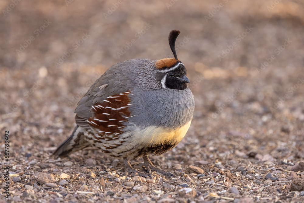 quail on the ground Stock Photo | Adobe Stock