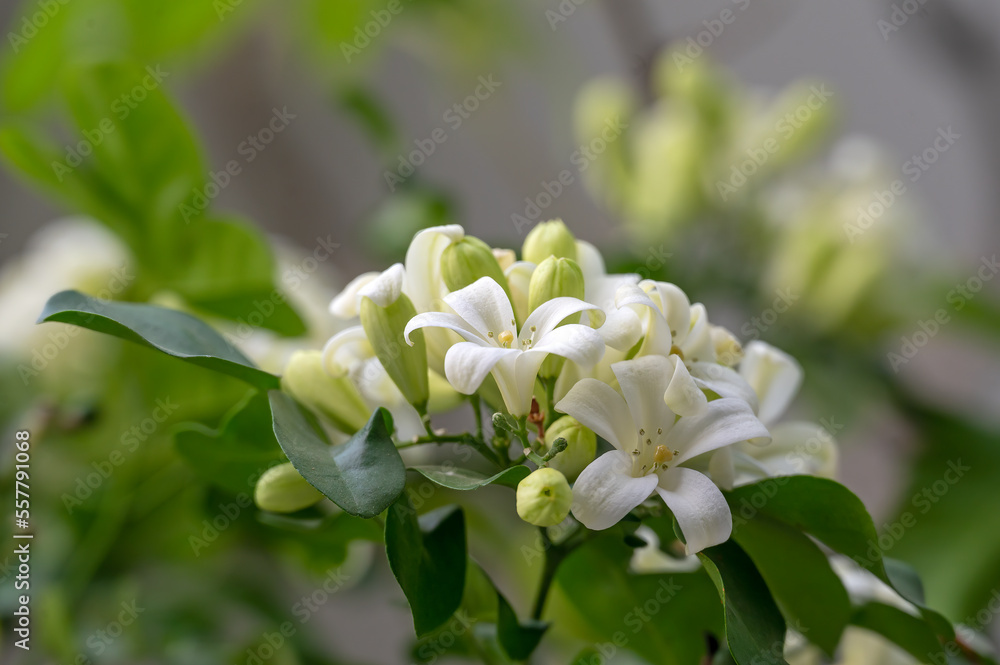 Orange Jessamine, also known as Orange Jasmine, China box or Thai ...