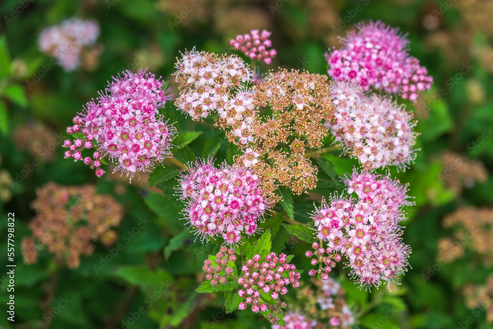 Flowers of Spiraea japonica double play pink, the Japanese meadowsweet ...