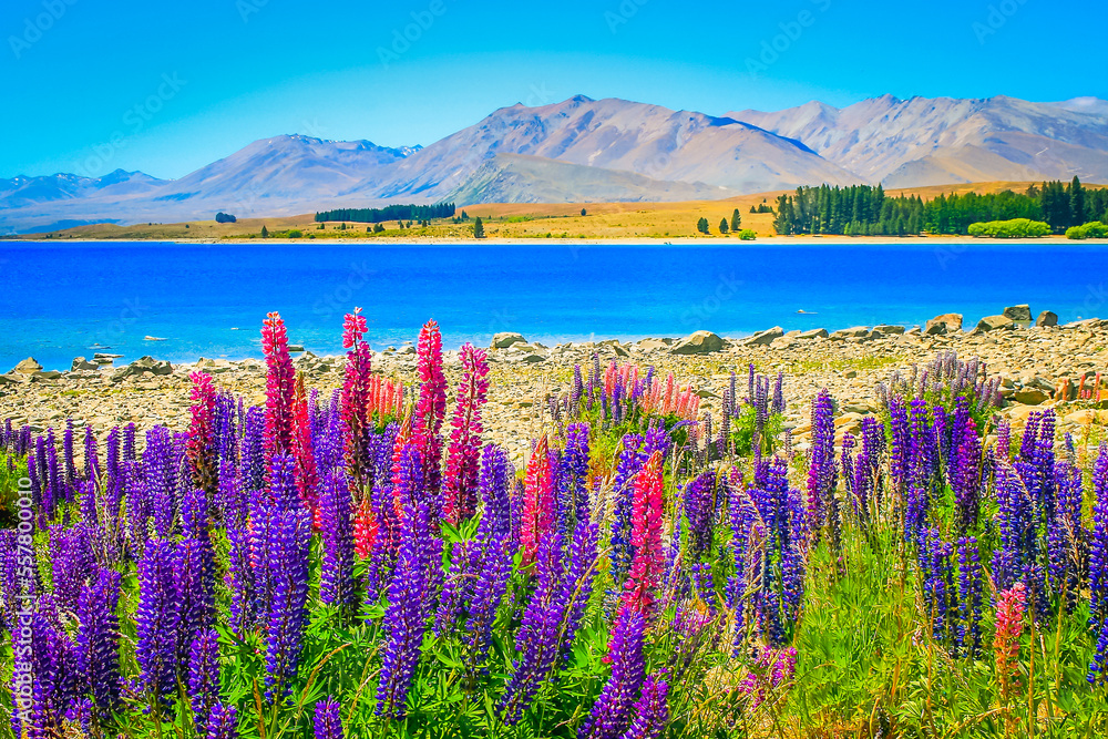 New Zealand Tekapo Lake, Mt Cook massif and lupine flowers field in ...