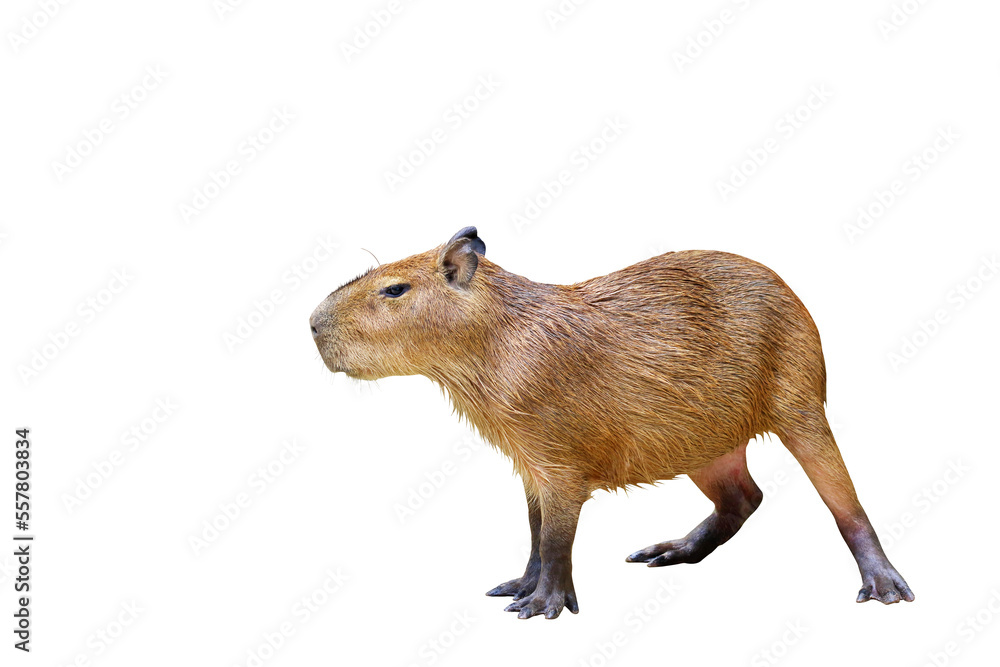Capybara isolated on transparent background. Stock Photo | Adobe Stock