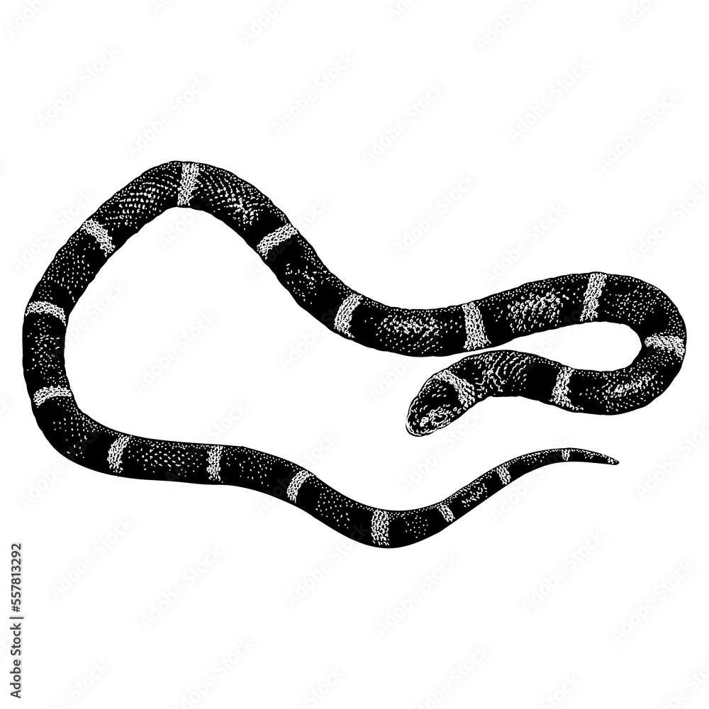 King Snake hand drawing. Vector illustration isolated on background ...