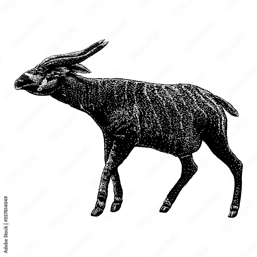 Saola hand drawing. Vector illustration isolated on background. Stock ...