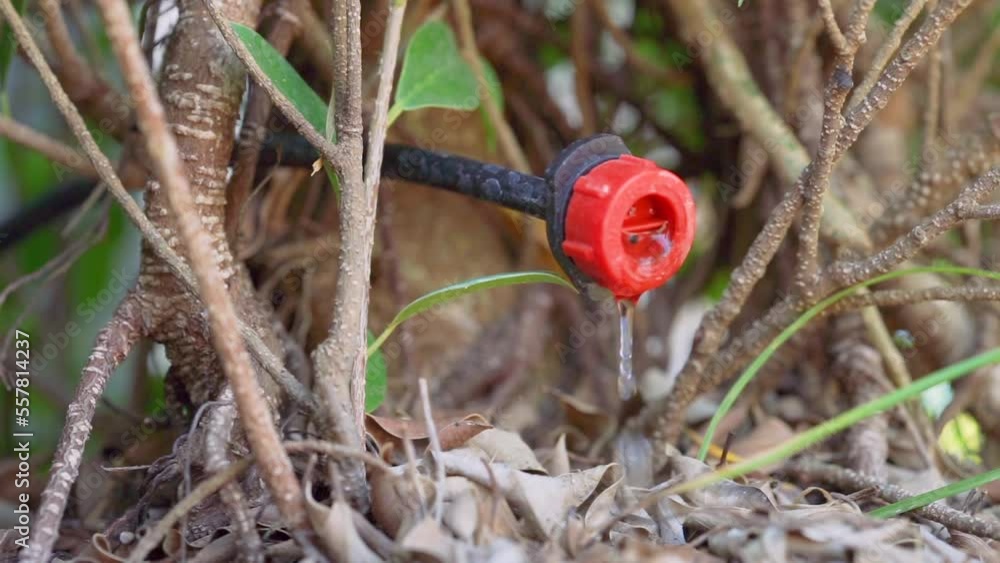 Green plant growing in the drip system. Sprinkler systems, drip ...