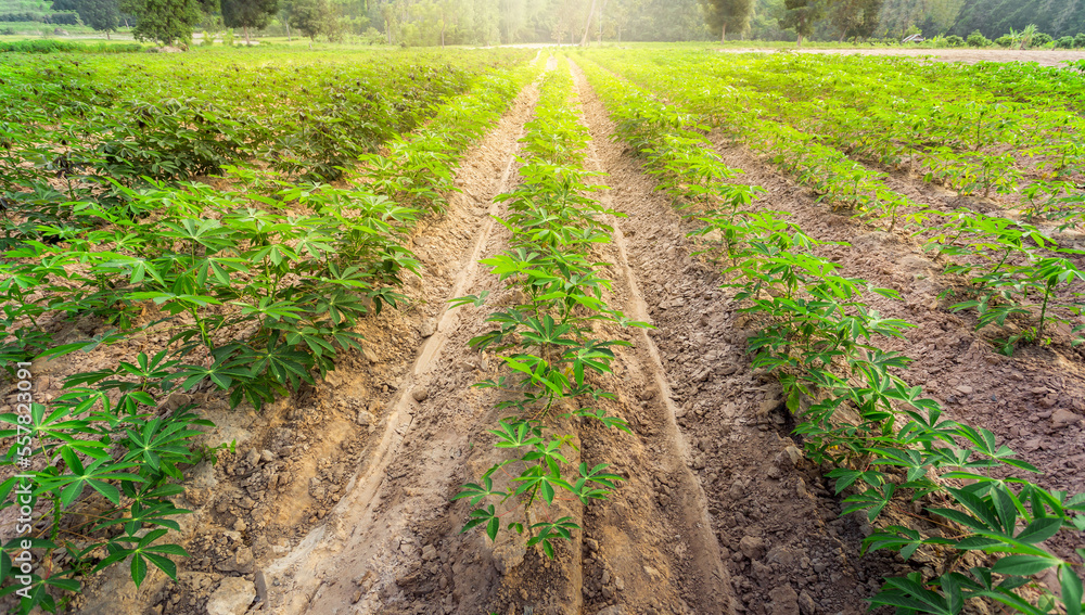 row of cassava tree in field. Growing cassava, young shoots growing ...