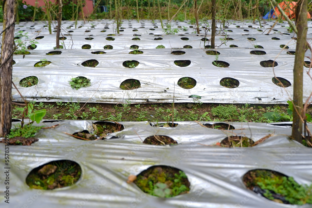 plastic mulch to protect the soil surface from erosion, maintain soil ...