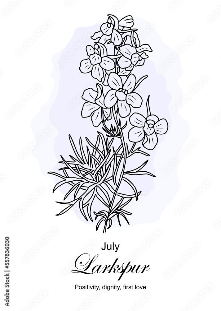 July Birth month flower Larkspur. Botanical Line art drawing on ...