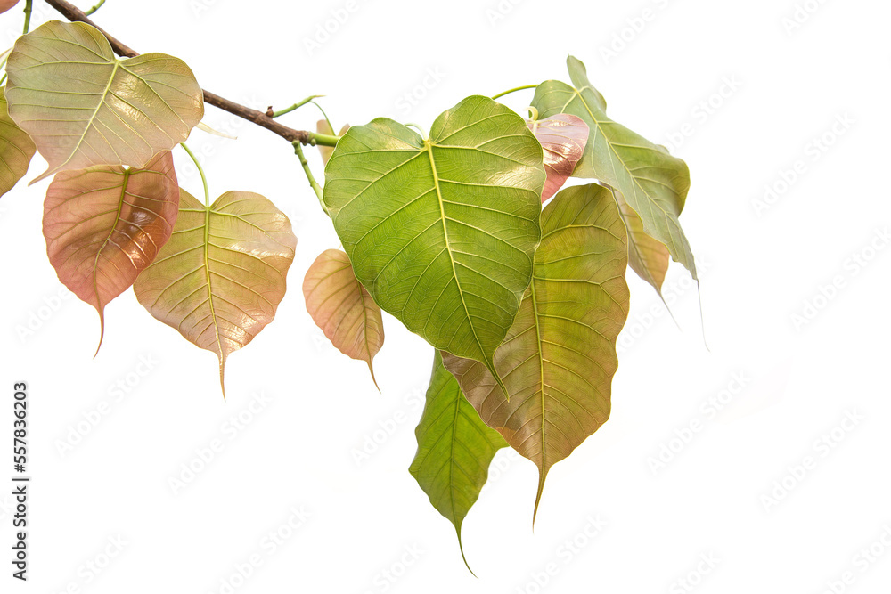 Bodhi or Peepal Leaf from the Bodhi tree, Sacred Tree for Hindus and ...