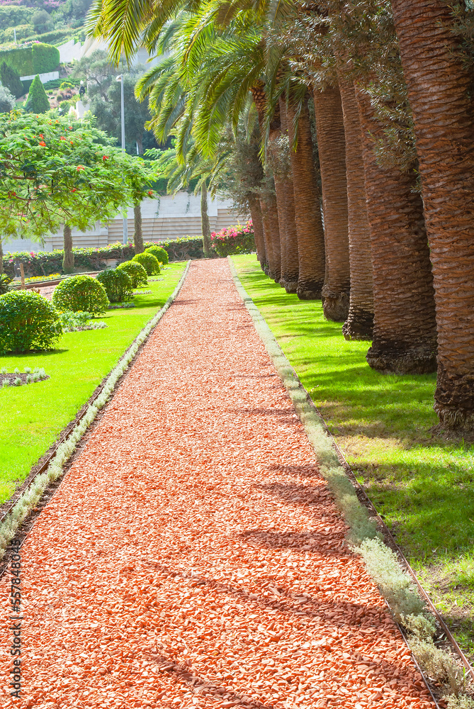 Haifa. Israel. Walking path along the growing palm trees in the garden ...