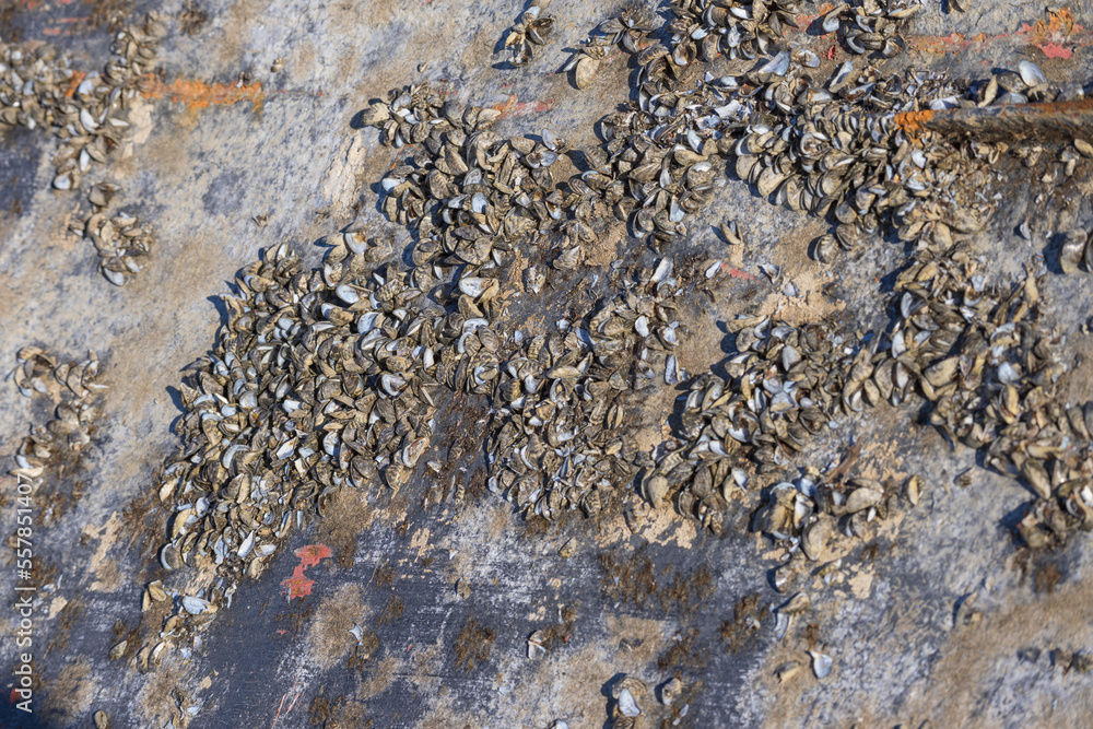 Clams stuck to the bottom of the boat. Many shells on the boat Stock ...