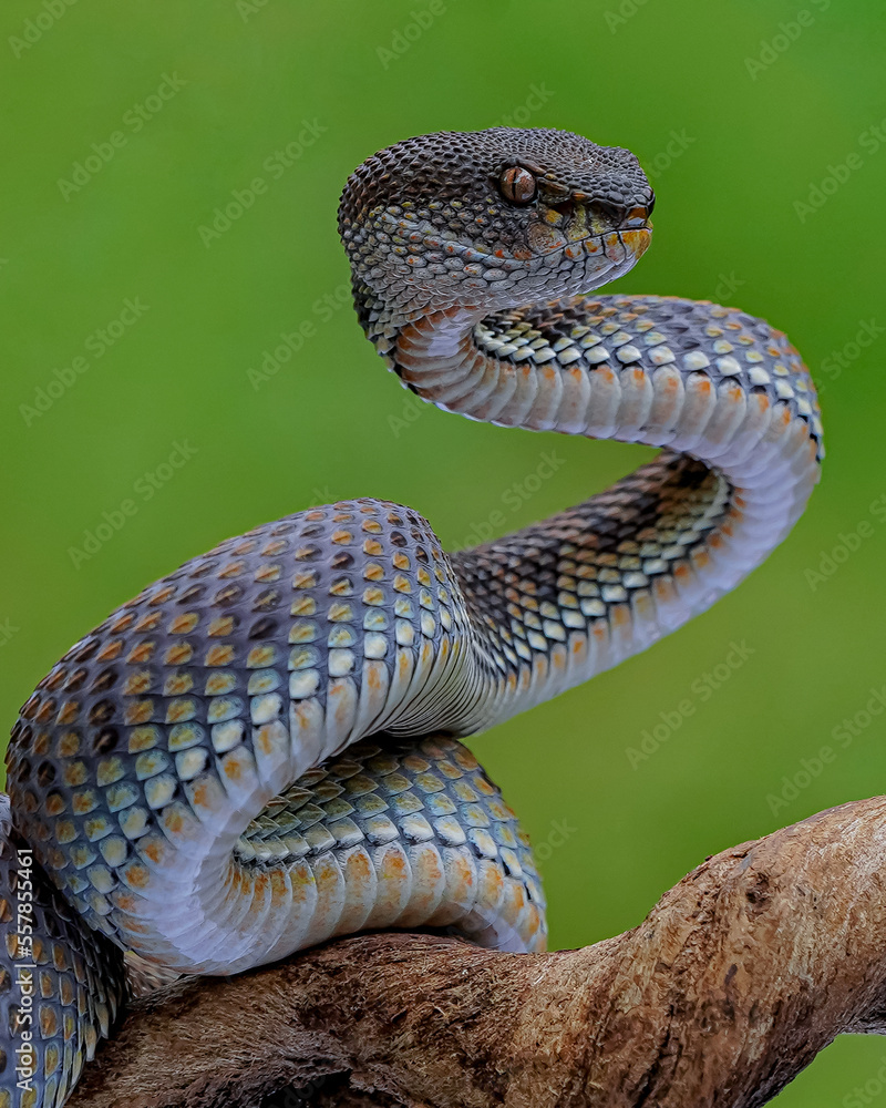 Snack will attack Stock Photo | Adobe Stock