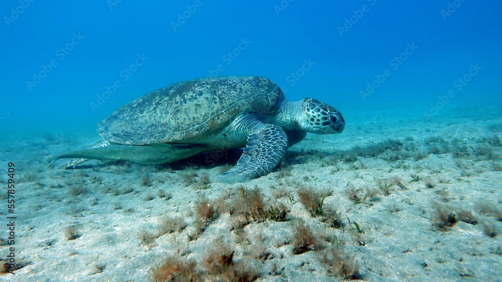 Big Green turtle on the reefs of the Red Sea. Green turtles are the ...