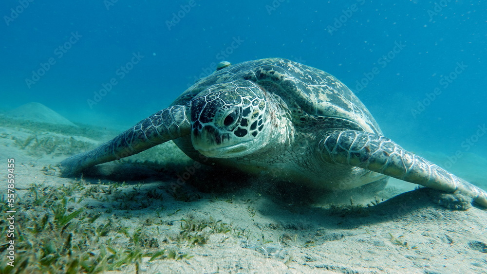 Big Green turtle on the reefs of the Red Sea. Green turtles are the ...