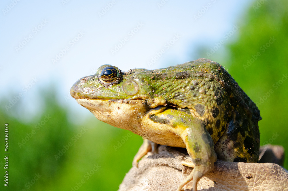 Edible frog, Pelophylax esculentus also known as the common water frog ...