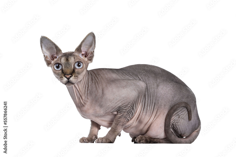Young adult Sphynx cat, laying down side ways. Looking at camera with ...