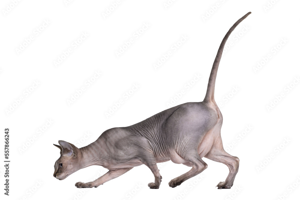 Young adult Sphynx cat, walking side ways. Looking straight ahead with ...
