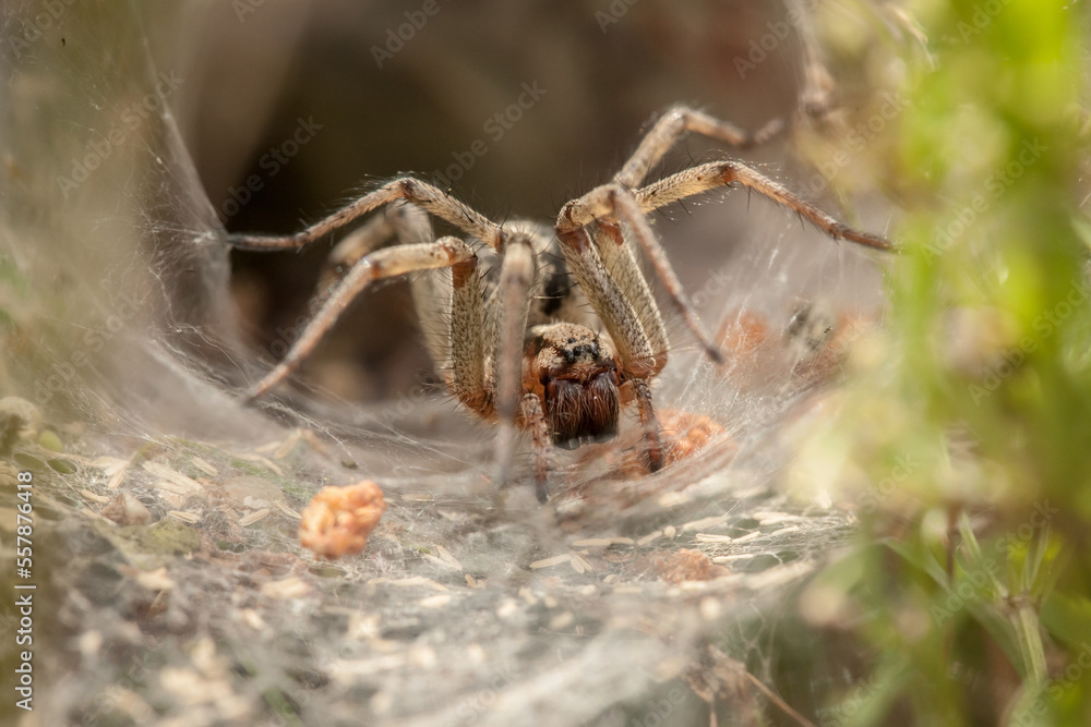 arachnophopia, spiders phobia, phenomenon, irrational fear Stock Photo ...