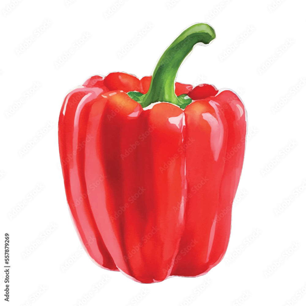 paprika hand drawn with watercolor painting style illustration Stock ...