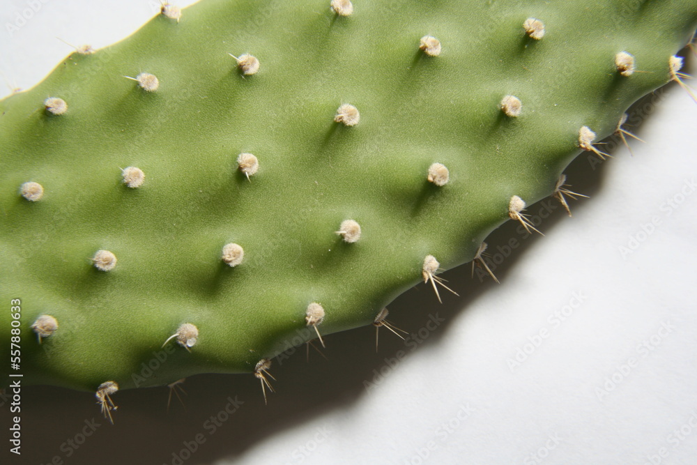 Hoja de Nopal es carnosa muy espinosa rica en vitaminas y en minerales ...