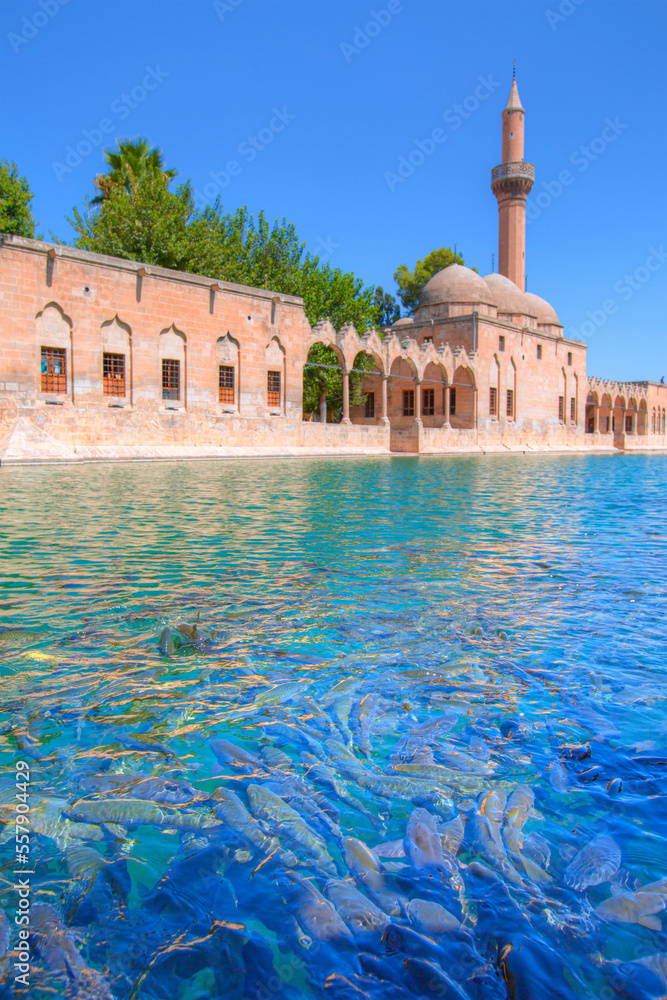 Holy Lake with sacred fish in Golbasi Park and Halil Rahman Mosque ...