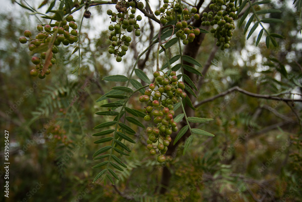 Tree and fruits of the Molle or Pirul (Schinus molle) in South America ...